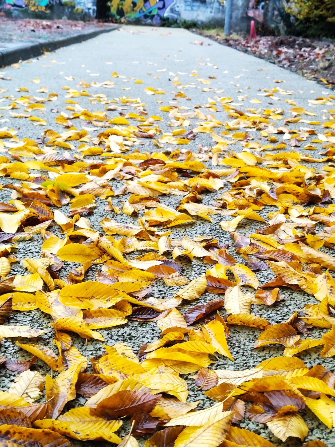 Milano | Parco di Vanzaghello - Deltapav